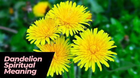 Dandelion Spiritual Meaning Insights And Symbolism Youtube