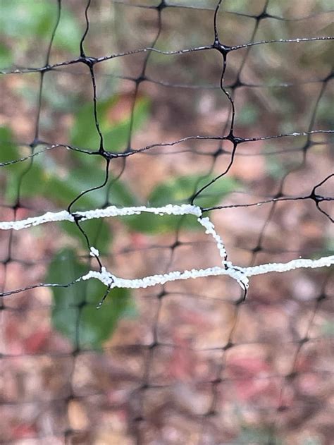 Hundreds Of Tiny White Eggs R Entomology