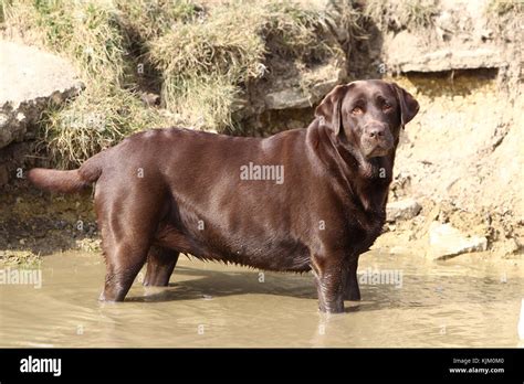 How To Make My Labrador Fat