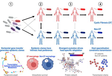 Evolution And Host Specific Adaptation Of Pseudomonas Aeruginosa Aaron Weimanns Personal