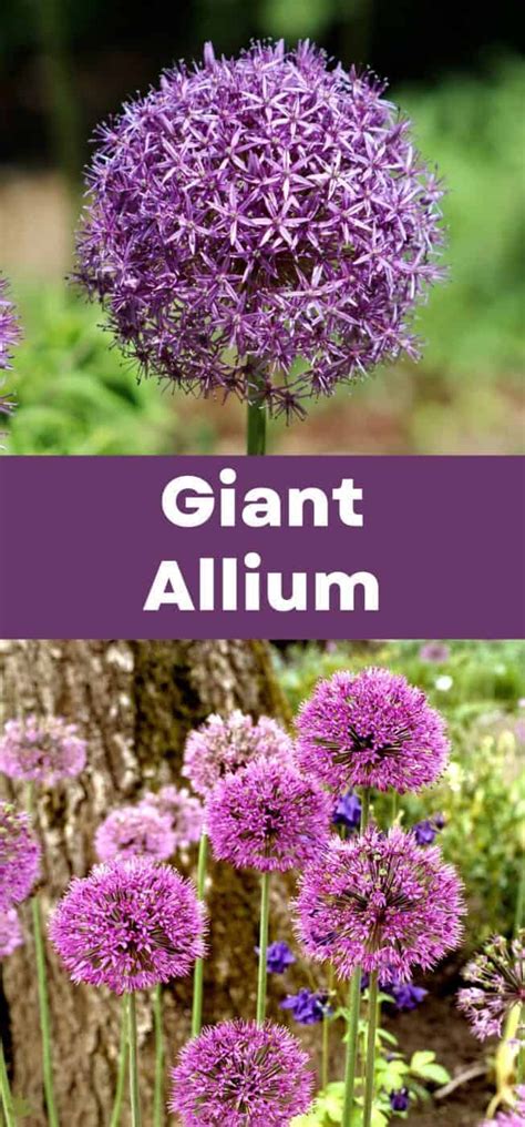 Giant Allium A Guide To Allium Giganteum Artofit