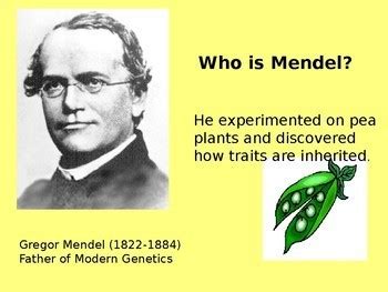 Monohybrid Dihybrid Sex Linked Multiple Alleles Presentation Activities