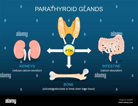 Parathyroid Glands Role Of Parathyroid Hormone Human Endocrine System