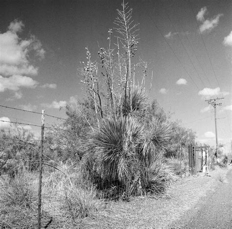 Set It And Forget It Film Developing An Introduction To Stand Development Shoot It With Film