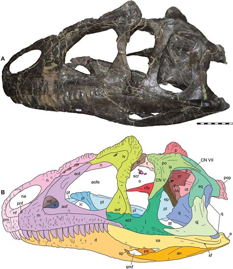 Allosaurus Natural Atlas
