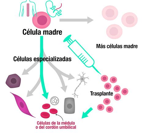Cuarta Paciente No Blanca Curada De Vih Con Células Umbilicales
