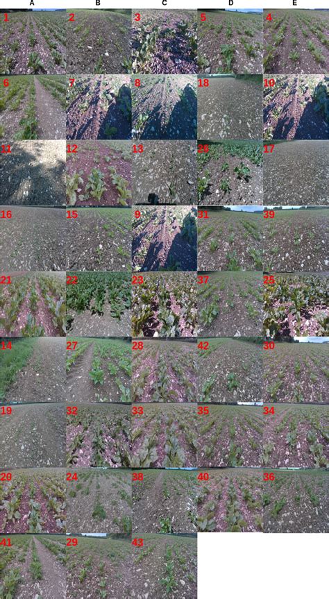 deep learning‐based crop row detection for infield navigation of agri‐robots silva 2024