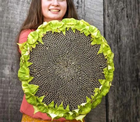 Giant Mongolian Sunflower Seeds 50 Heirloom Non Gmo Fresh Seeds
