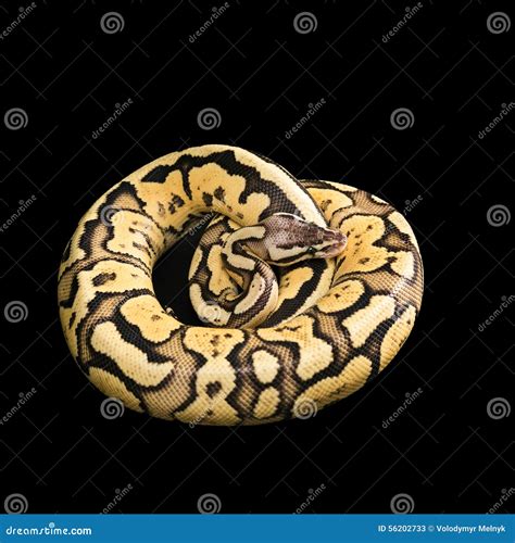 Female Ball Python Firefly Morph Or Mutation Royalty Free Stock