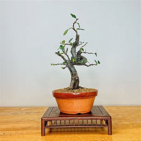 Quince Height Tree 25 Cm Depth Tree 18 Cm Portugal Catawiki