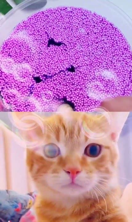Gainho Fofinho Vs Slime Glither Satisfatório Shortsyoutube Cat