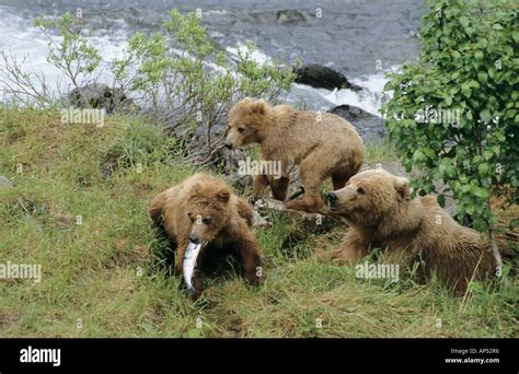 Kodiak National Wildlife Refuge Kodiak Island Alaska Kodiak Brown