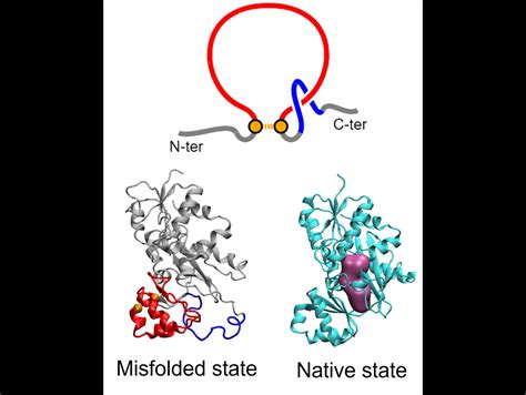 Why Synonymous Mutations Are Not Always Silent Penn State University