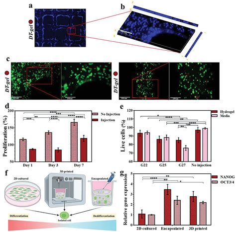 Fine‐tuning Dynamic Crosslinking For Enhanced 3d Bioprinting Of Hyaluronic Acid Hydrogels