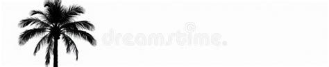 Stylized Monochrome Palm Tree Minimalist Design Summer Tree Stock