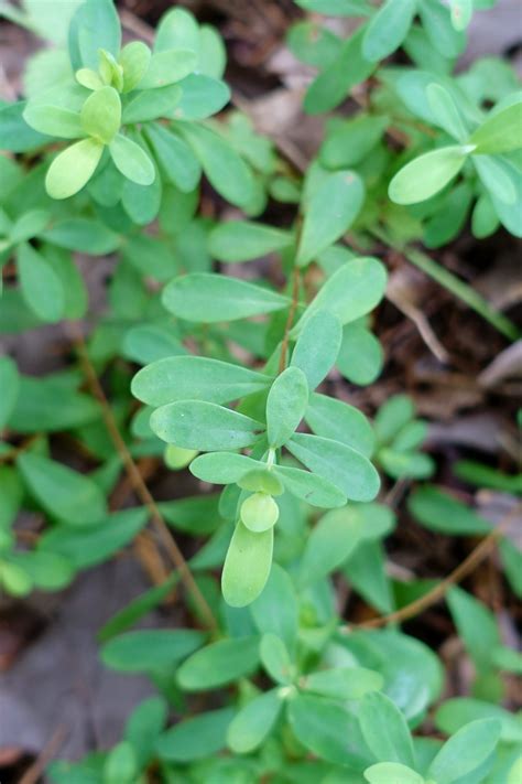 Hypericum Hypericoides St Andrews Cross Wildflowers Of The National Capital Region
