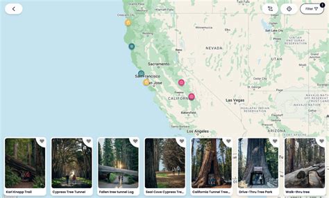 TREE TUNNELS YOU CAN WALK OR DRIVE THROUGH IN CALIFORNIA Smilkos Lens