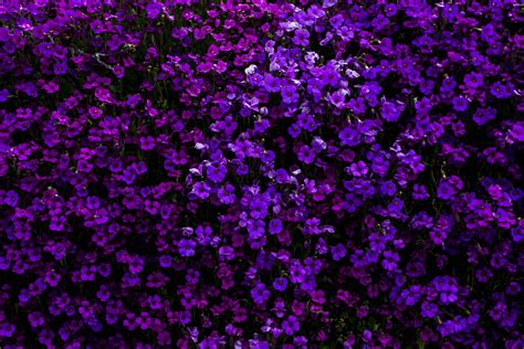 Beautiful Purple Flowers Background Flower Wallpaper Aesthetic Images