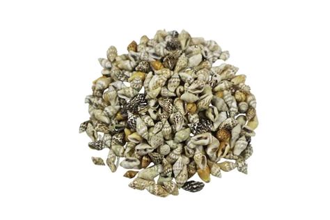 Deniz Kabuğu Nassa Shell 1 Cm 100 Gr