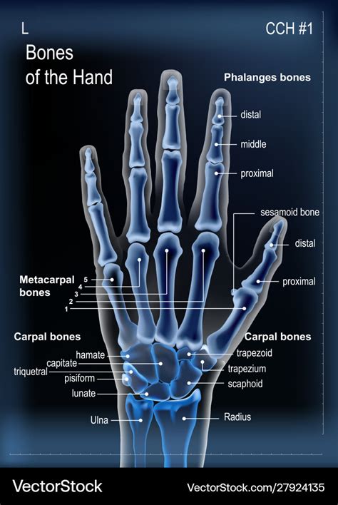 Frontal View X Ray Bones Hand Royalty Free Vector Image