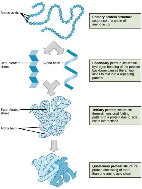 4 1 Biological Molecules Human Biology