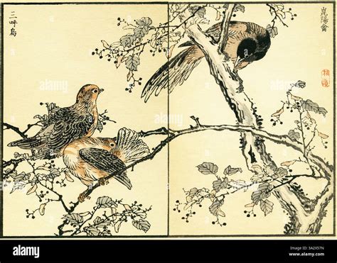 Lidths Jay And Oriental Turtle Dove Lindens Tree Garrulus Lidthi Streptopelia Orientalis