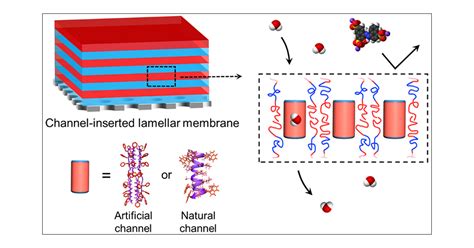 Biomimetic Separation Of Transport And Matrix Functions In 46 Off