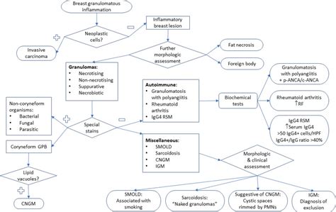 Gram Positive Rods Algorithm