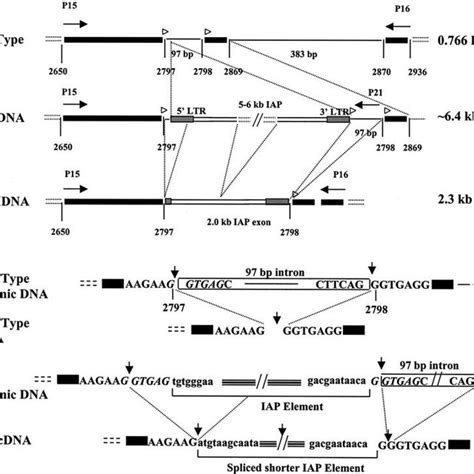 Structure Of The Iap Element Insertion And Its Transcription A