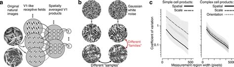 Generation Of Synthetic Texture Stimuli A Original Photographs First