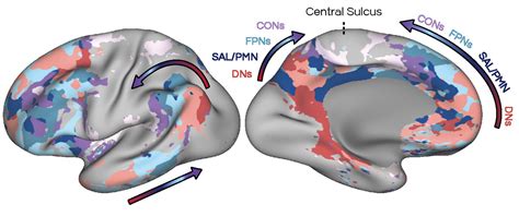 two brain networks one system