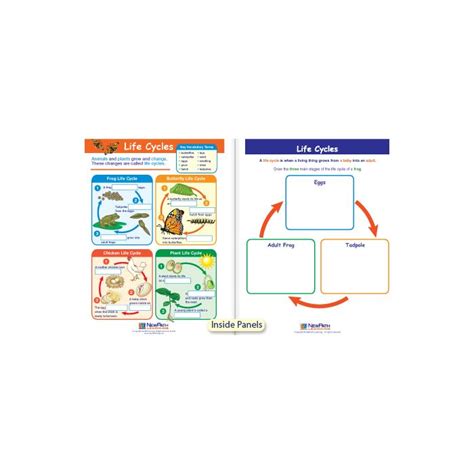 life cycles visual learning guide newpath learning