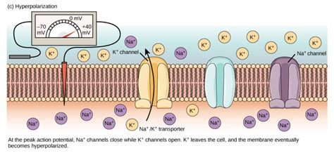 Membrane Potential Plasma Membrane Mcat Content