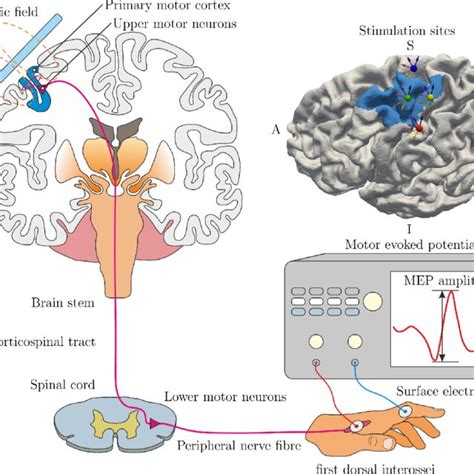 Schematic Representation Of The Experimental Procedure Of The Tms Download Scientific Diagram