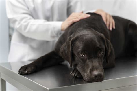 Parásitos En Perros Síntomas Tipos Y Tratamientos Efectivos