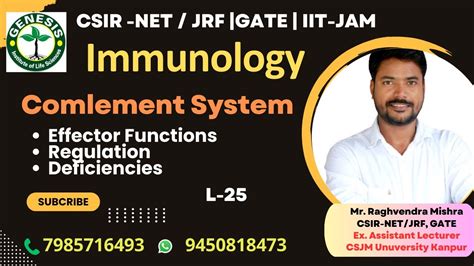 Complement System Effector Functions Regulation Deficiencies Immunology Genesis