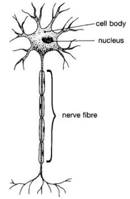 Topic Chapter 8 Cell Structure And Functions 4 Science Class 8