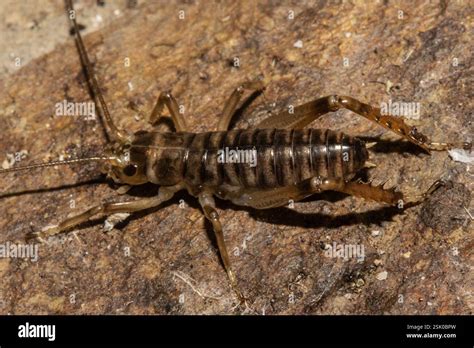 Mountain Stone Weta Hemideina Maori Insecta Omarama New Zealand