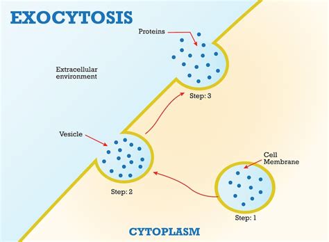 Premium Vector Exocytosis Cell Transports Molecules Out Of The Cell