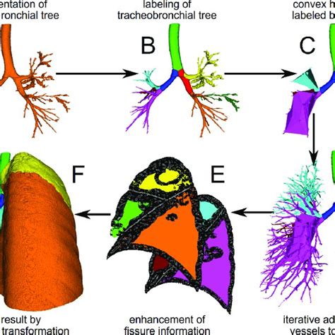 Work Flow Chart For Fully Automatic Lung Lobe Segmentation A The