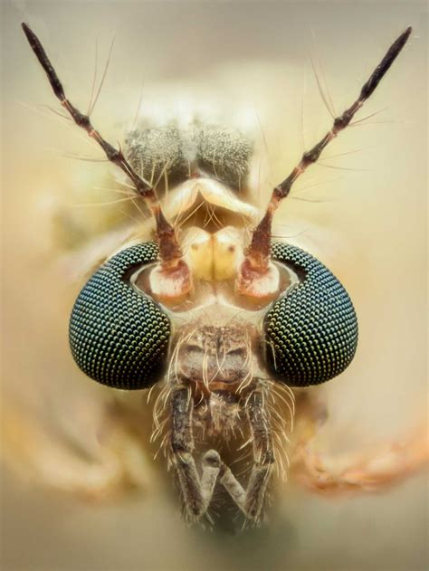 Insects Are Helping Us Develop The Future Of Hearing Aids