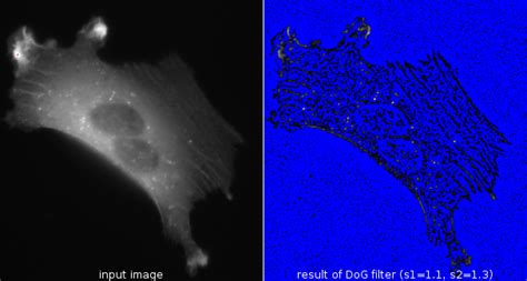 imagej macros and scripts imagej macros and scripts