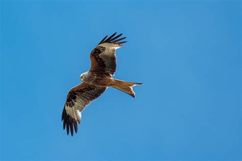 Bird Red Kite Of Prey Free Photo On Pixabay Pixabay