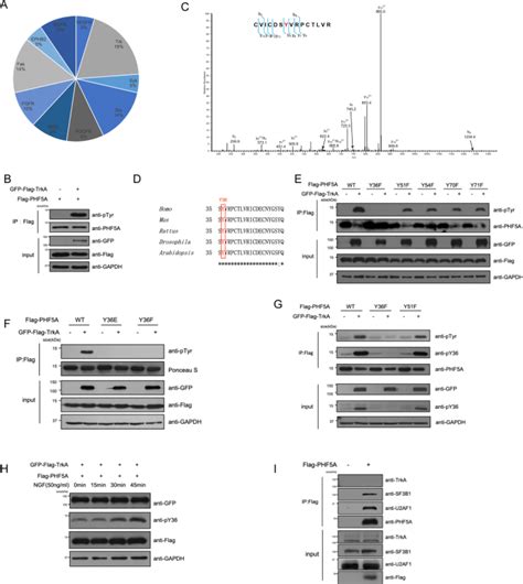 TrkA ERK1 2 ABL1 级联对 PHF5A 的磷酸化调节中心体分离 Cell Disease X MOL