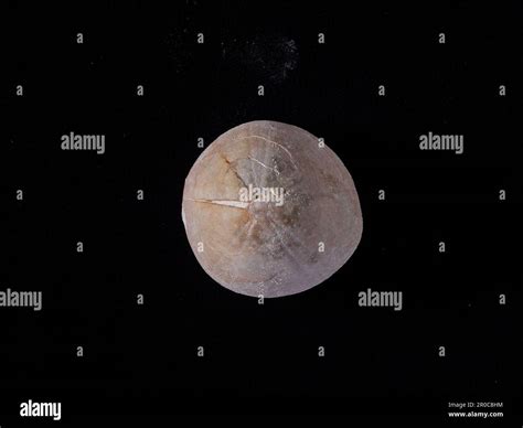Fossil Echinoids Conulus Albogalerus One Of Four Fossil Echinoids Conulus Albogalerus