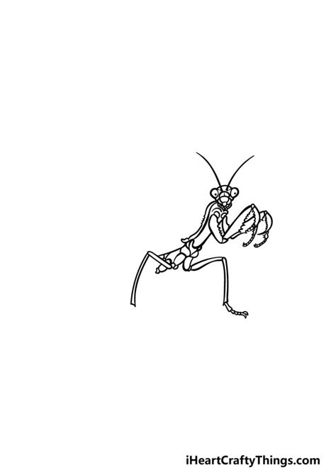 Insect Drawing How To Draw An Insect Step By Step