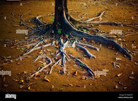 Tree Roots Above Soil Stock Photo Alamy
