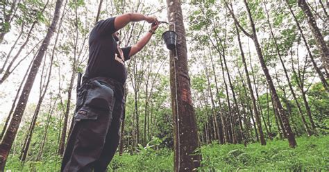 Natural Rubber To Rebound With Shift To Net Zero New Straits Times