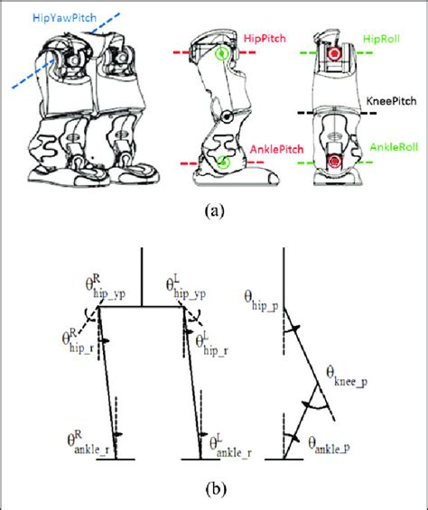 Biped Robot Model A The Lower Limb Joints Of A Biped Robot 13 B Download Scientific