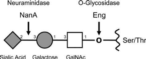 Schematic Representation Of The Core 1 O Linked Glycan Structure